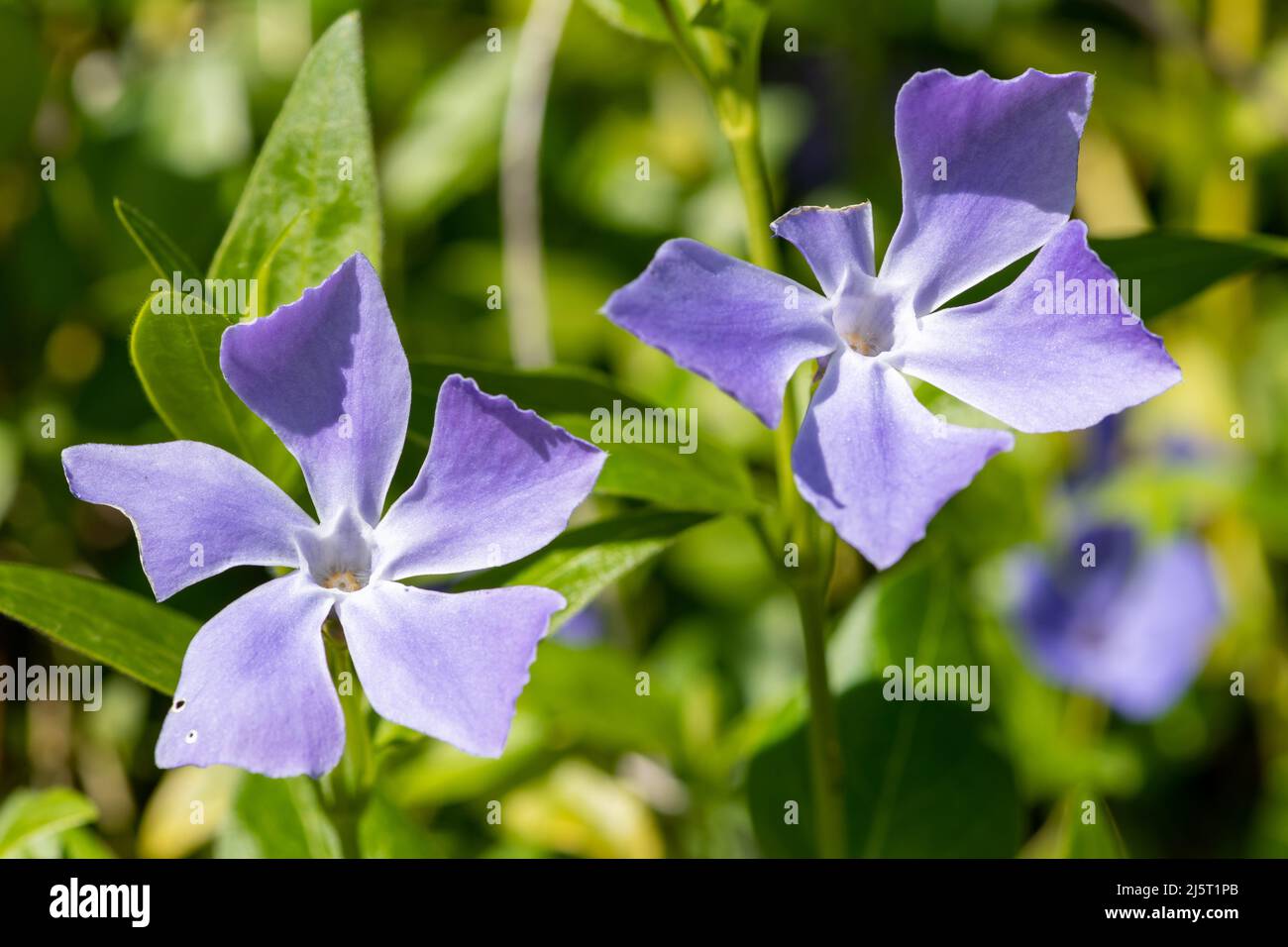 Greater periwinkle in bloom hi-res stock photography and images - Alamy