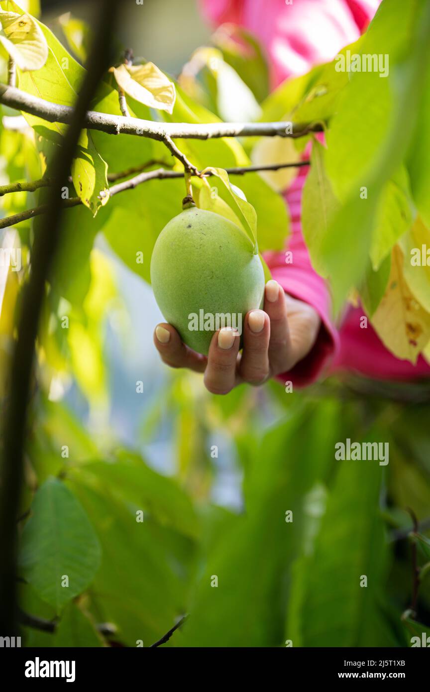 Closeup view of female hand holding ripening asimina fruit growing on a ...