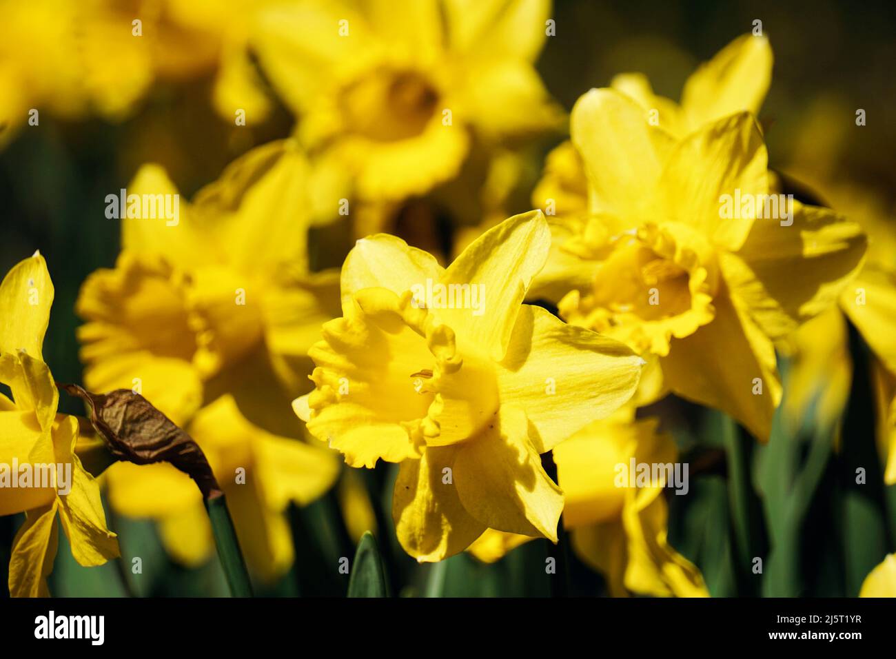 Yellow daffodils flowers Stock Photo - Alamy