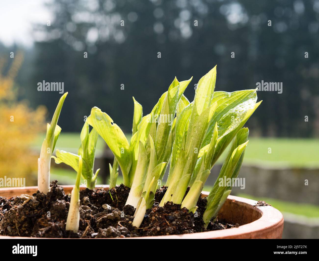 Young hosta plant hi-res stock photography and images - Alamy
