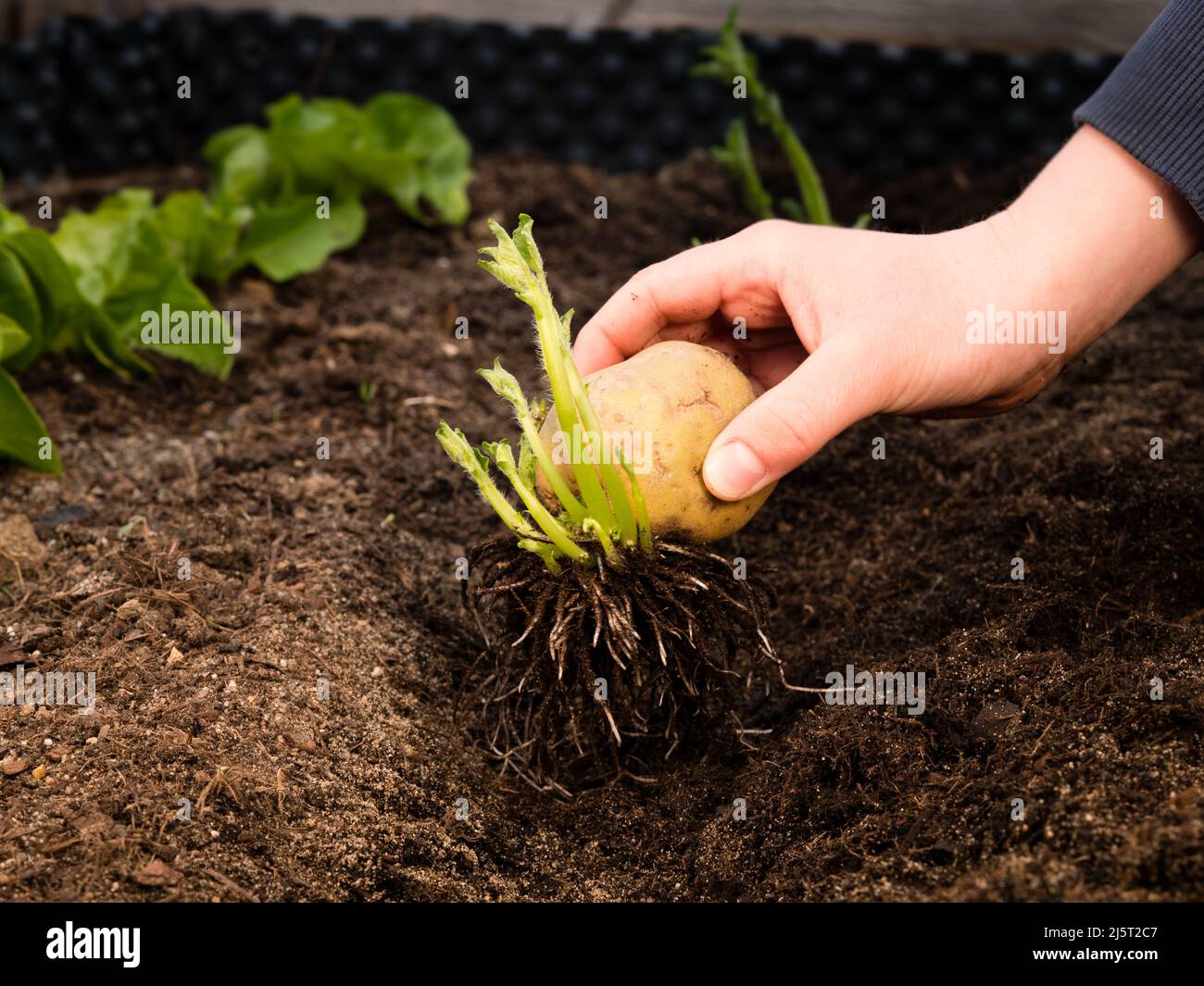 hand planting potato tubers into garden bed after preparing seed ...