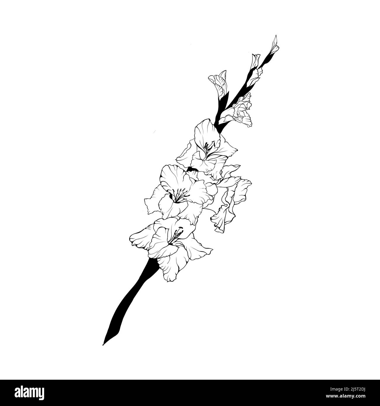 Hand drawn line art gladiolus flower Stock Photo - Alamy Hand drawn line art gladiolus flower Stock Photo - Alamy