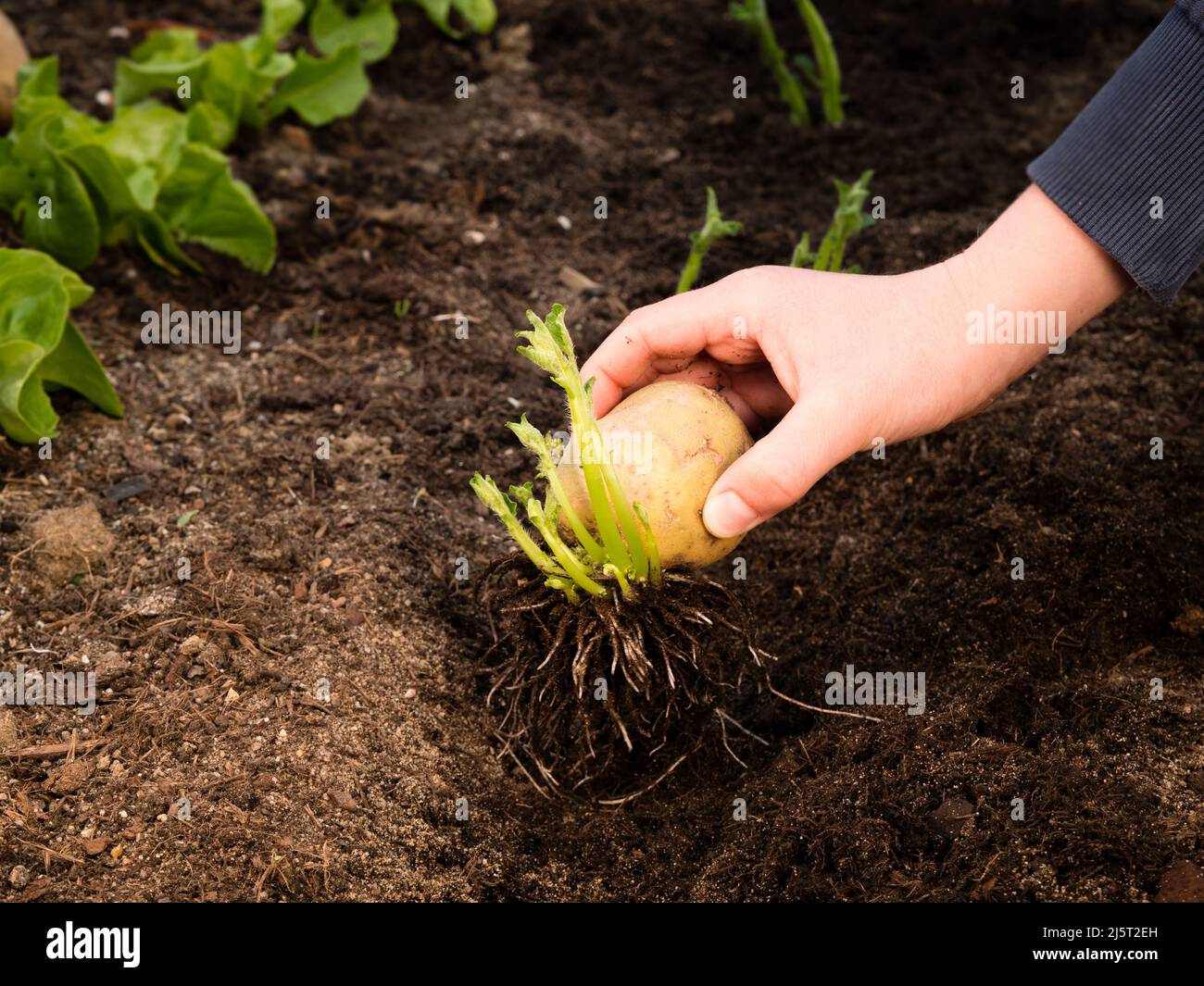 hand placing tubers in ground, healthy sprouts chitting seed potatoes ...