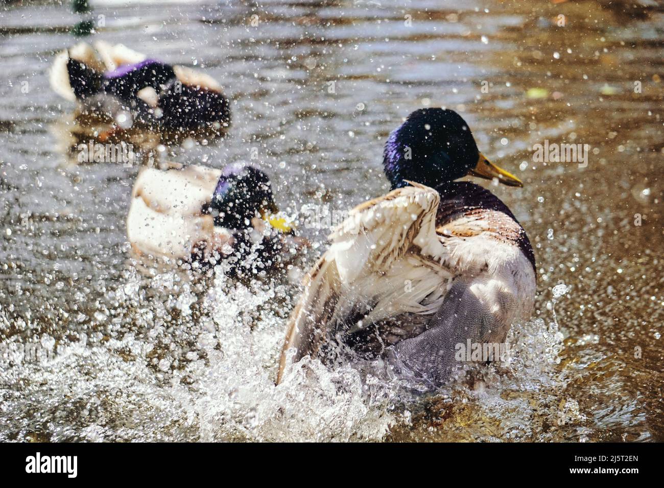 Duck Splashing In Pond