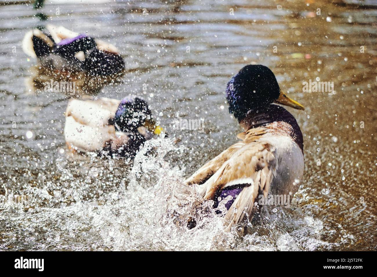 Duck splashing water in pond Stock Photo - Alamy