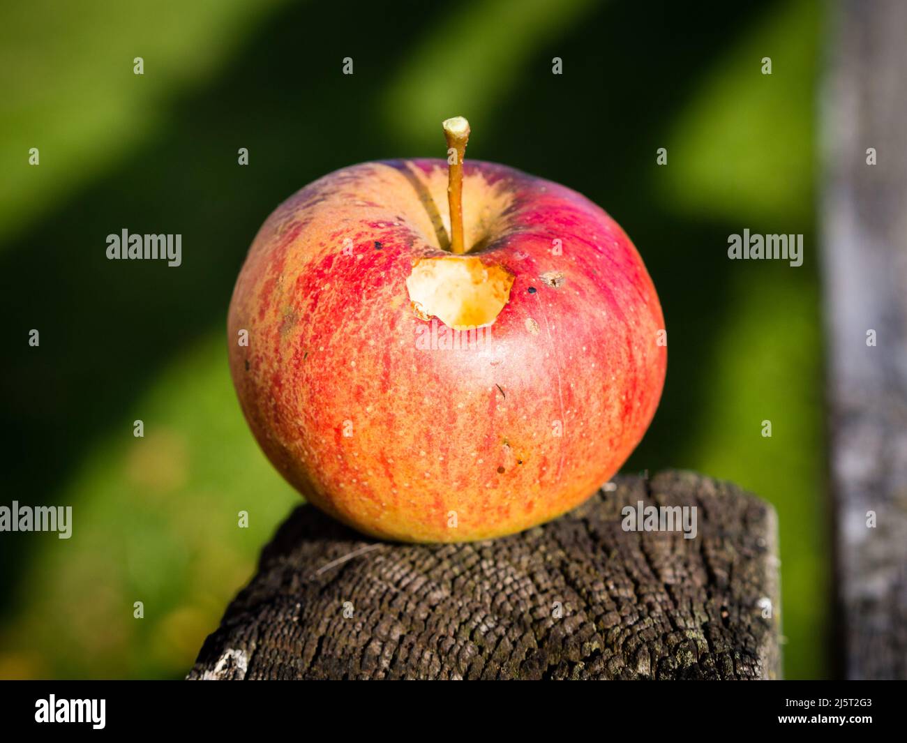 apple ripening on the tree damaged by wasps excavating a hole into the ...