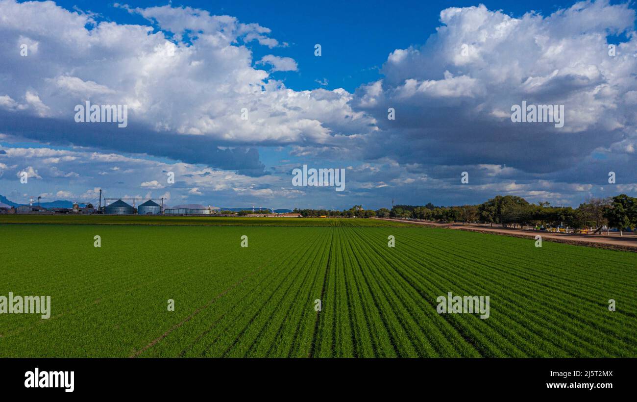 Aerial view of plots, hectares of crops in the town of Marte R Gómez or ...
