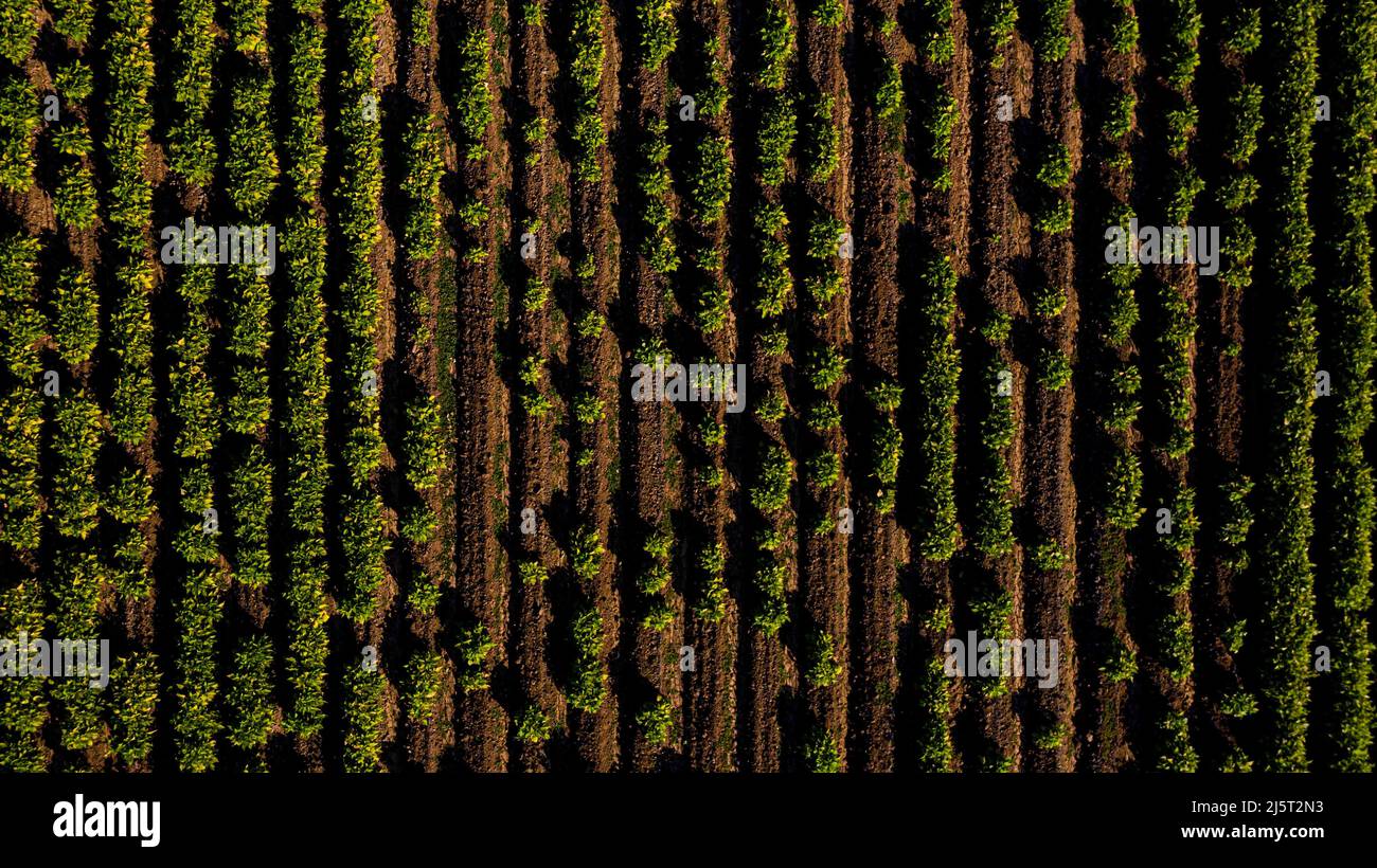 Aerial view of plots, hectares of crops in the town of Marte R Gómez or ...