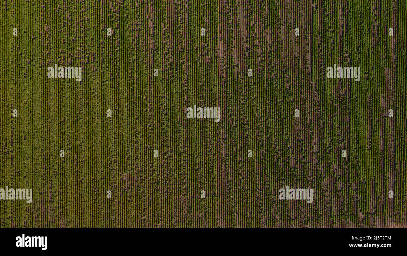 Aerial view of plots, hectares of crops in the town of Marte R Gómez or ...