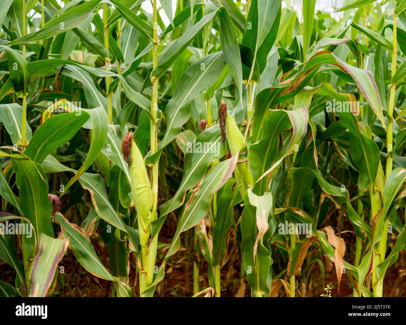 Small ears hi-res stock photography and images - Alamy