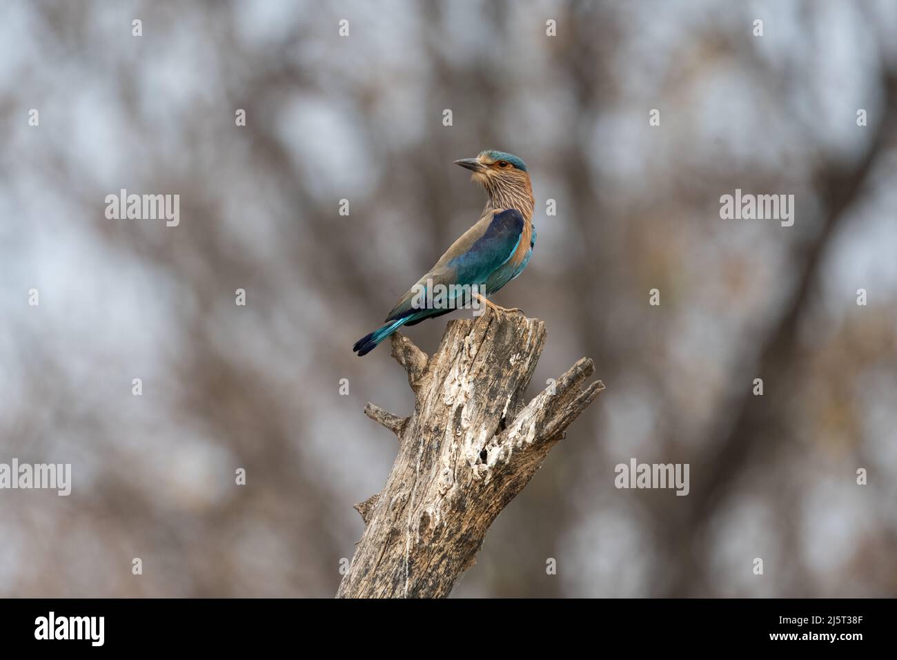 Wildlife photo of sparkling blue and violet bird, Indian Roller ...