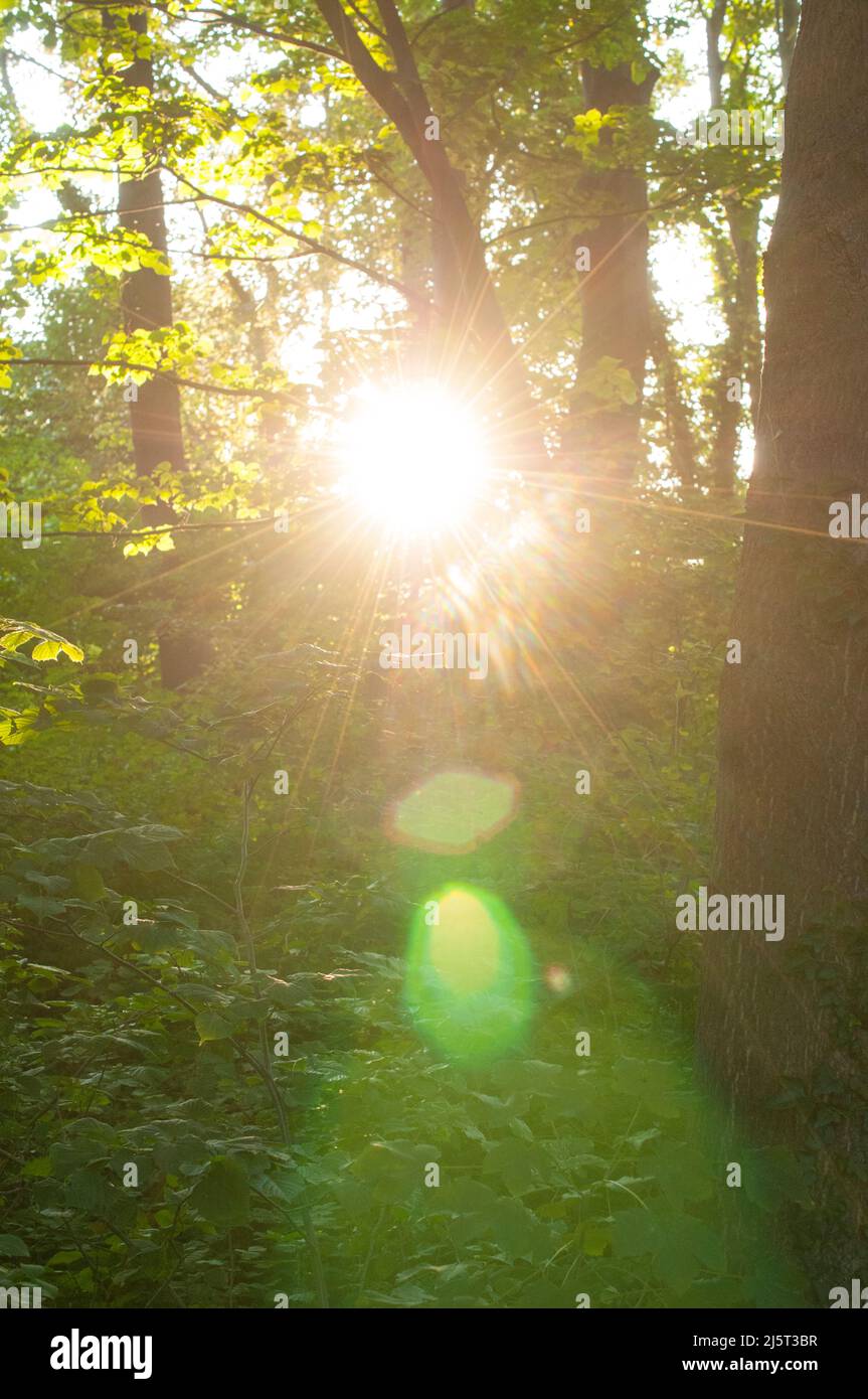 Sunlight dancing through the trees Stock Photo - Alamy