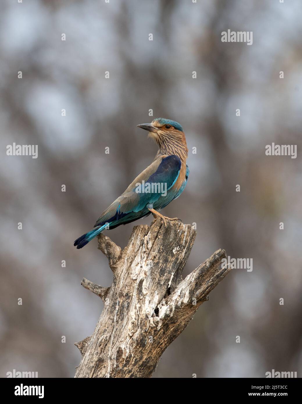 Wildlife photo of sparkling blue and violet bird, Indian Roller ...