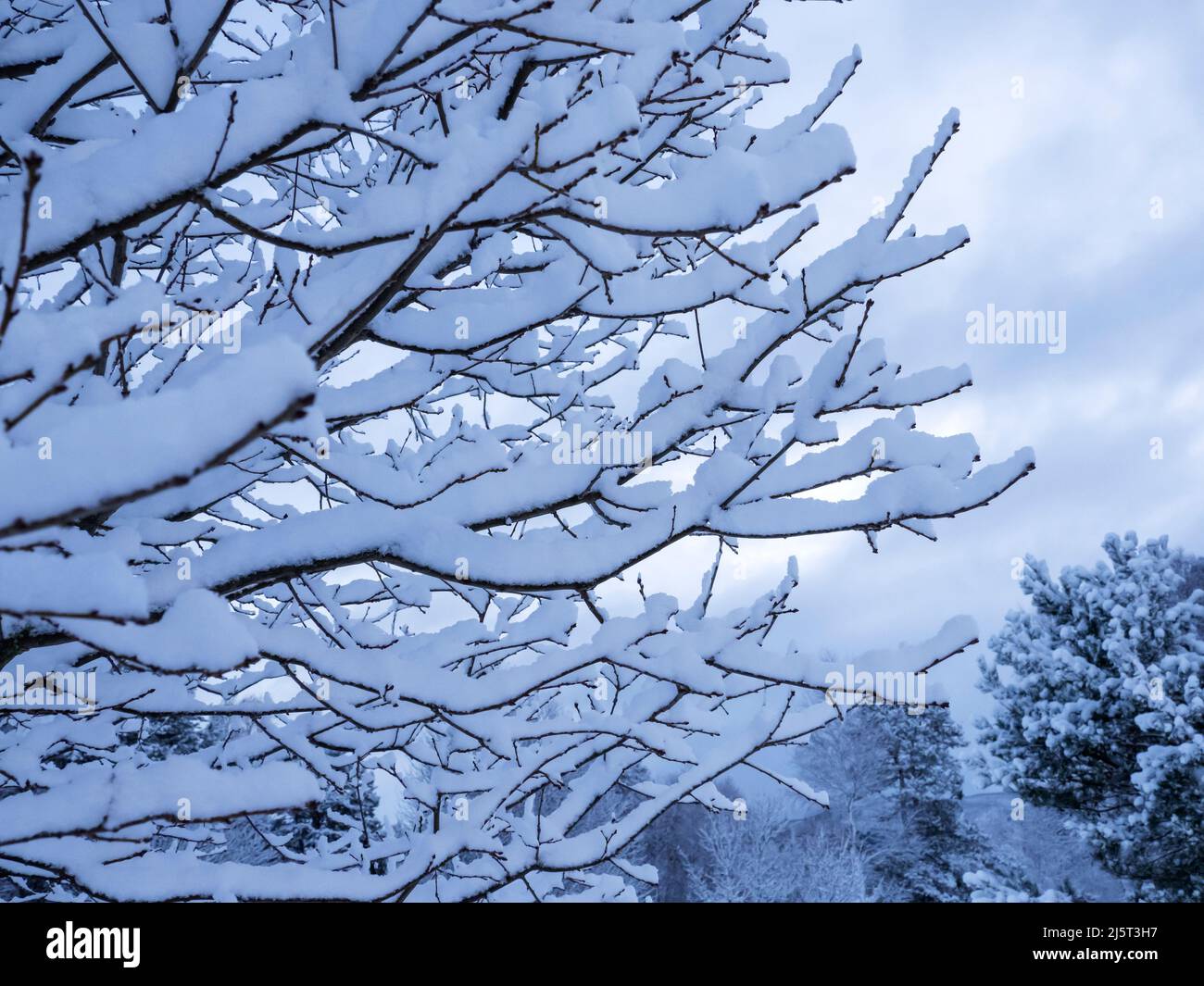 Snow on trees near Aviemore, Cairngorms, Scotland, UK Stock Photo - Alamy