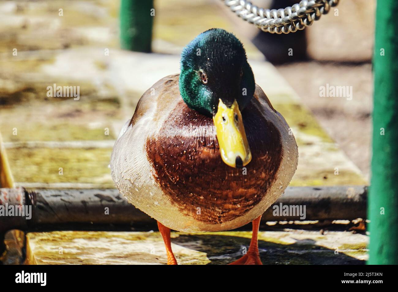 Green and brown duck - front view Stock Photo - Alamy