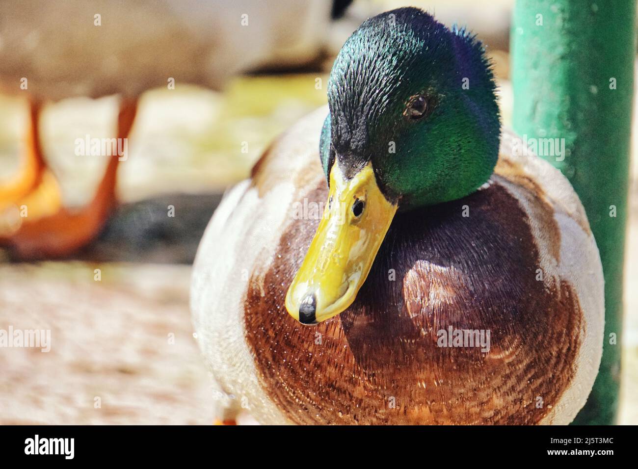 Green and brown duck - front view Stock Photo - Alamy
