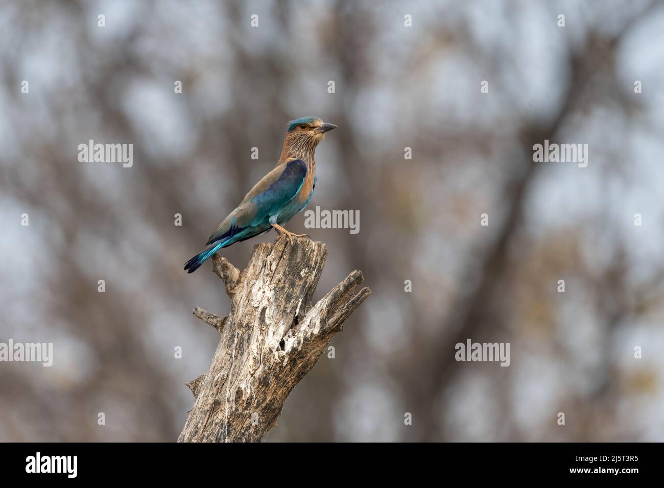 Wildlife photo of sparkling blue and violet bird, Indian Roller ...