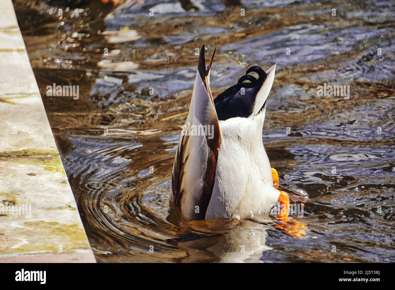 Duck upside down in water hi-res stock photography and images - Alamy