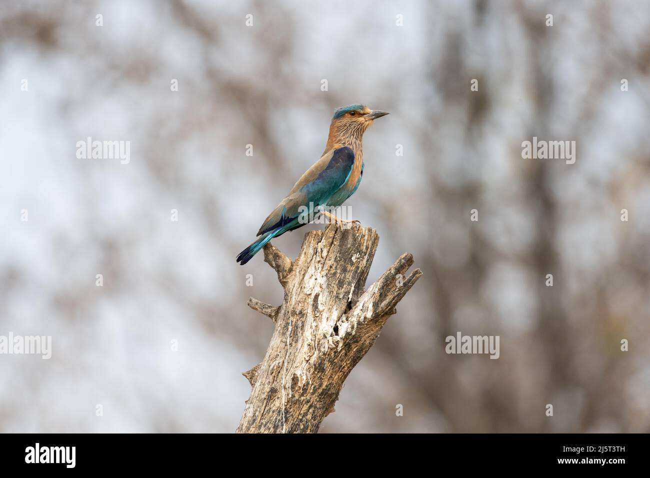 Wildlife photo of sparkling blue and violet bird, Indian Roller ...