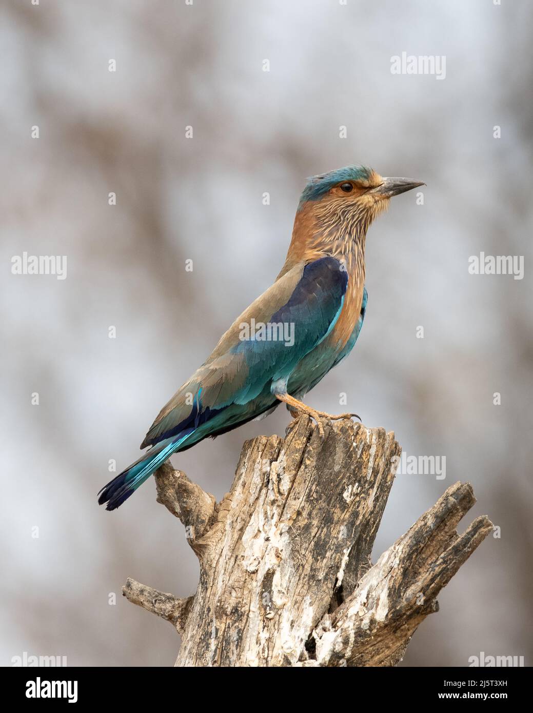 Wildlife photo of sparkling blue and violet bird, Indian Roller ...