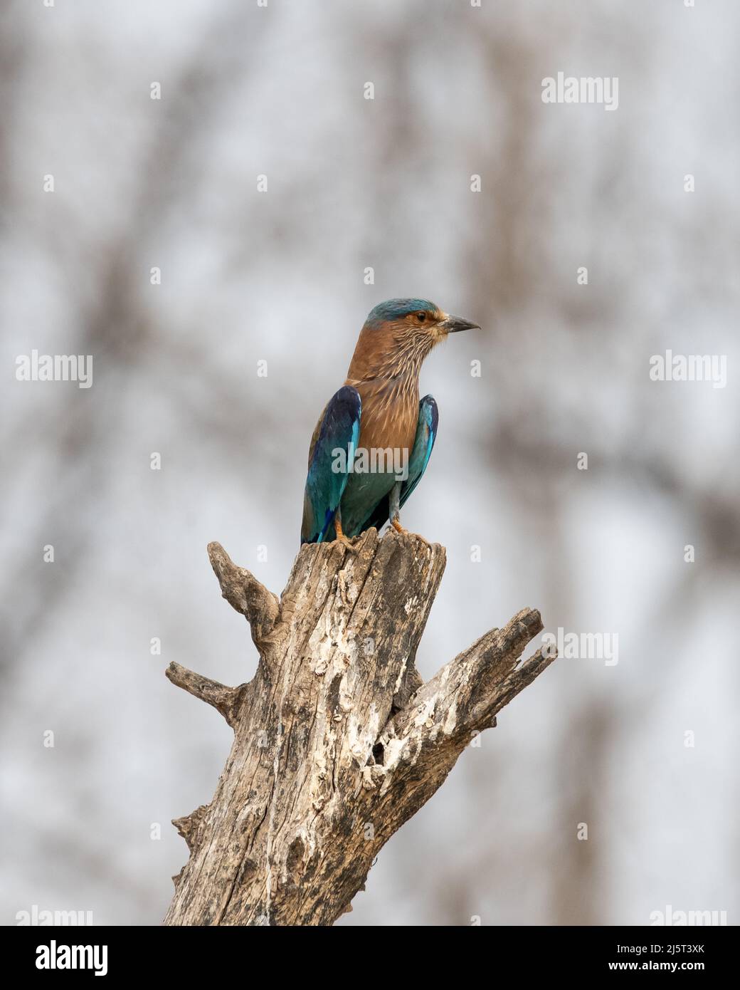 Wildlife photo of sparkling blue and violet bird, Indian Roller ...