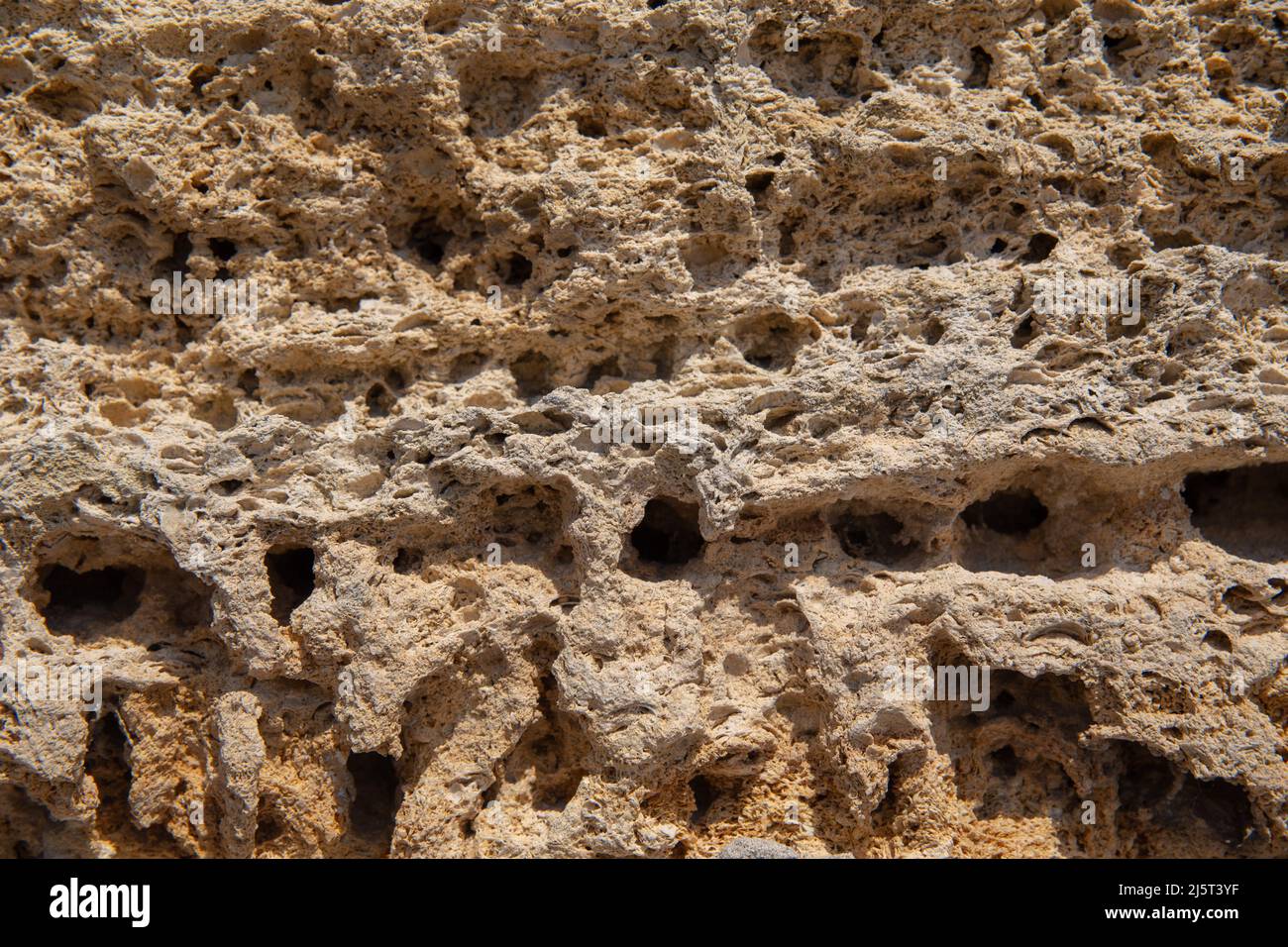 The surface of the yellow shell stone in close-up. Background for the ...