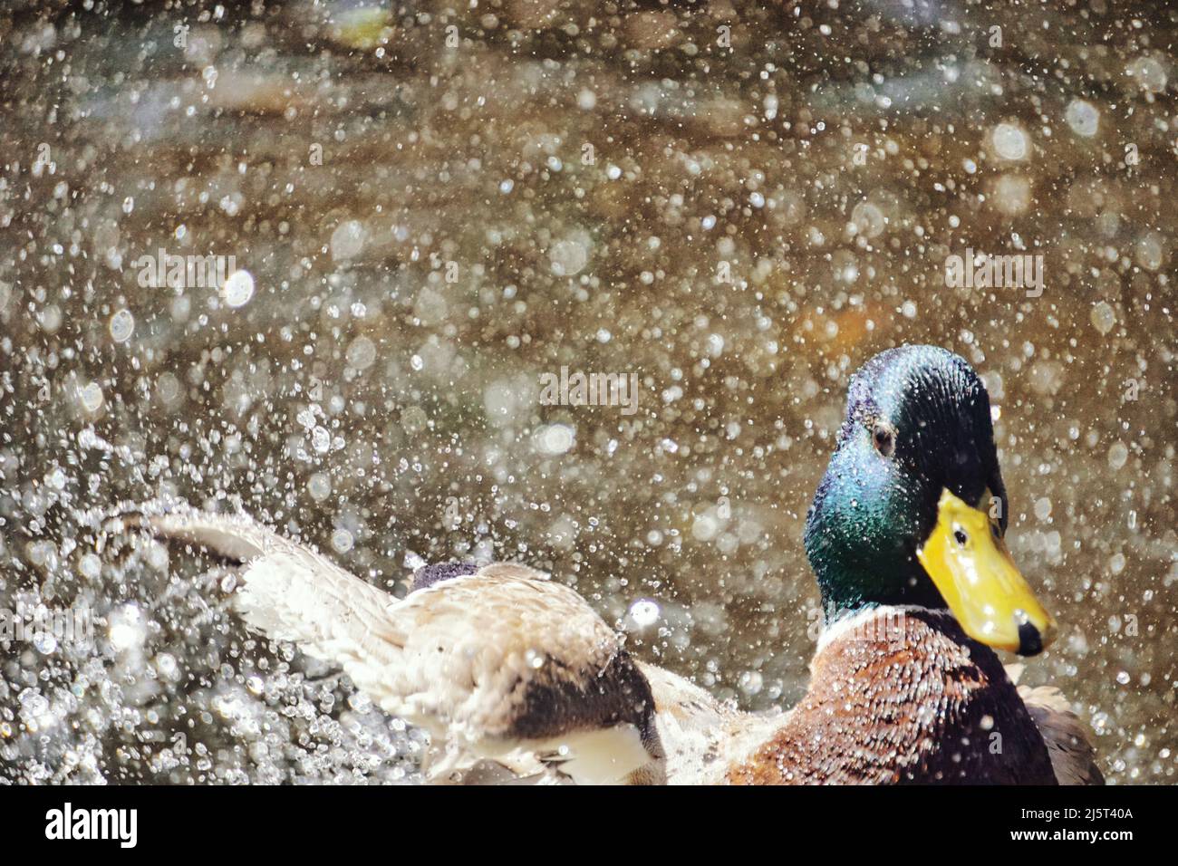 Duck in pond and splashed water Stock Photo - Alamy