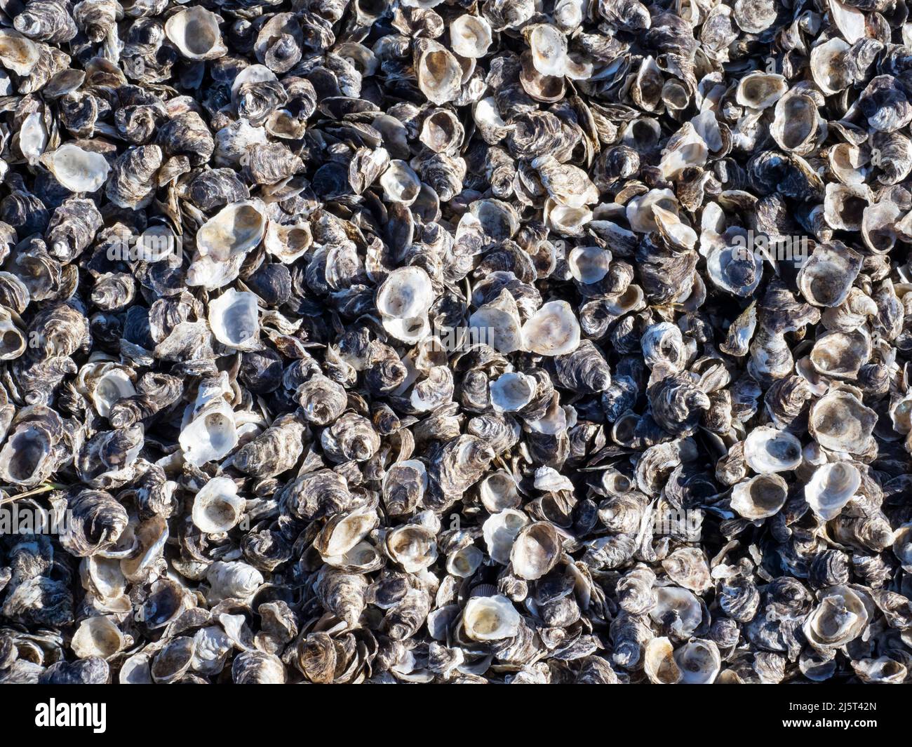 Oyster small shells hi-res stock photography and images - Alamy