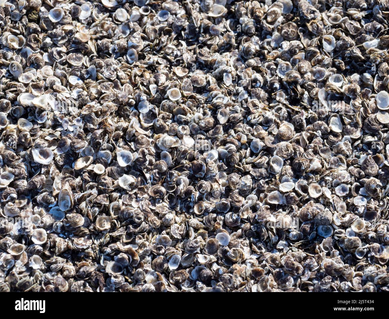 Young Oyster shells on Walney island, Cumbria, UK from a fish farm that ...
