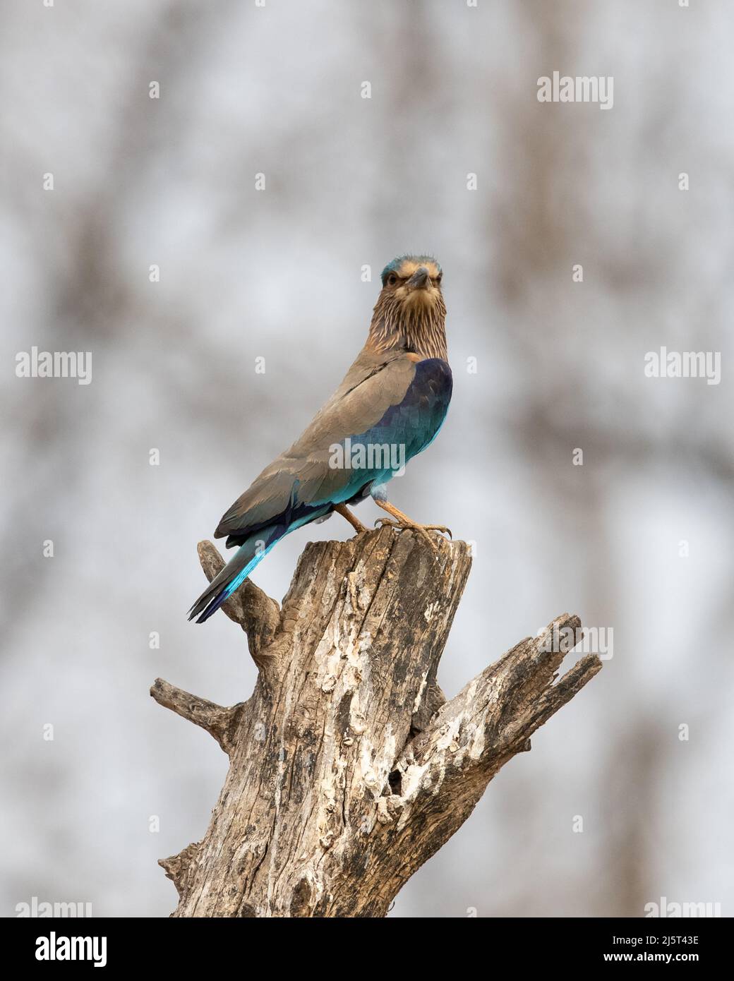 Wildlife photo of sparkling blue and violet bird, Indian Roller ...