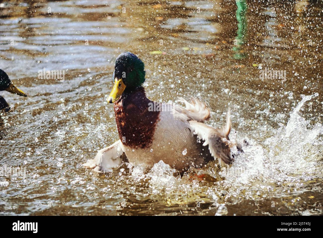 Duck splashing water in pond Stock Photo - Alamy