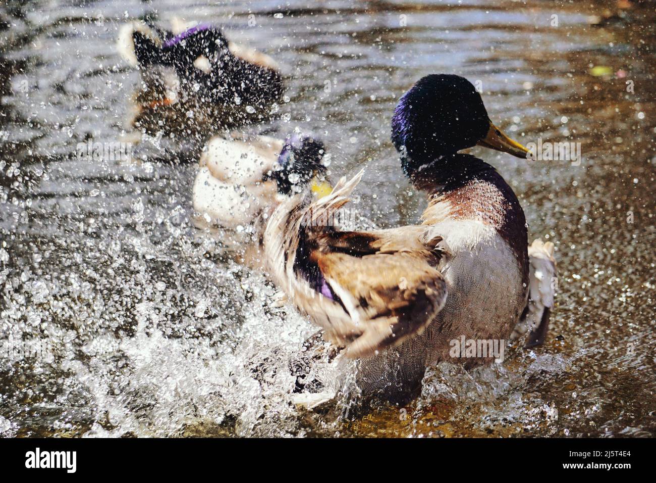 Duck splashing water in pond Stock Photo - Alamy
