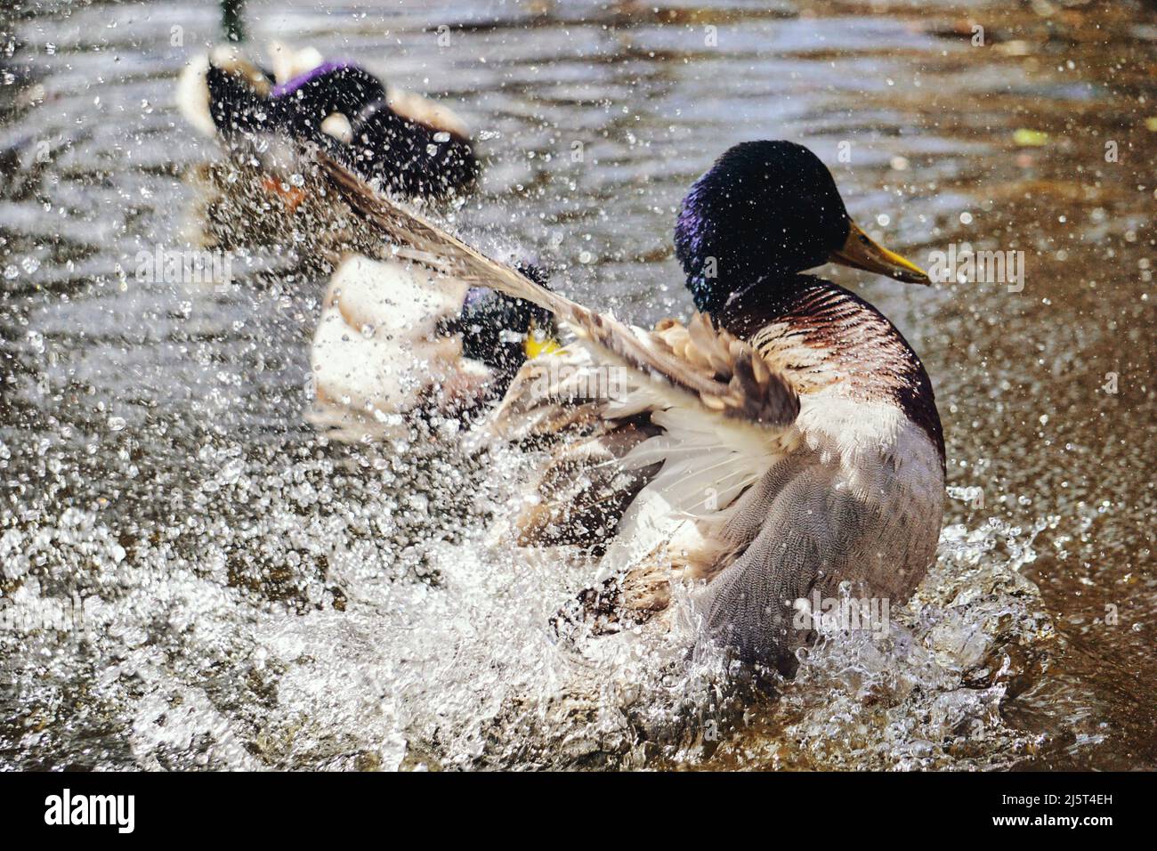 Duck splashing water in pond Stock Photo - Alamy