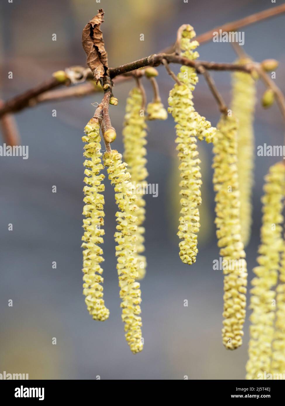Hazel catkins in Ambleside, Lake District, UK Stock Photo - Alamy