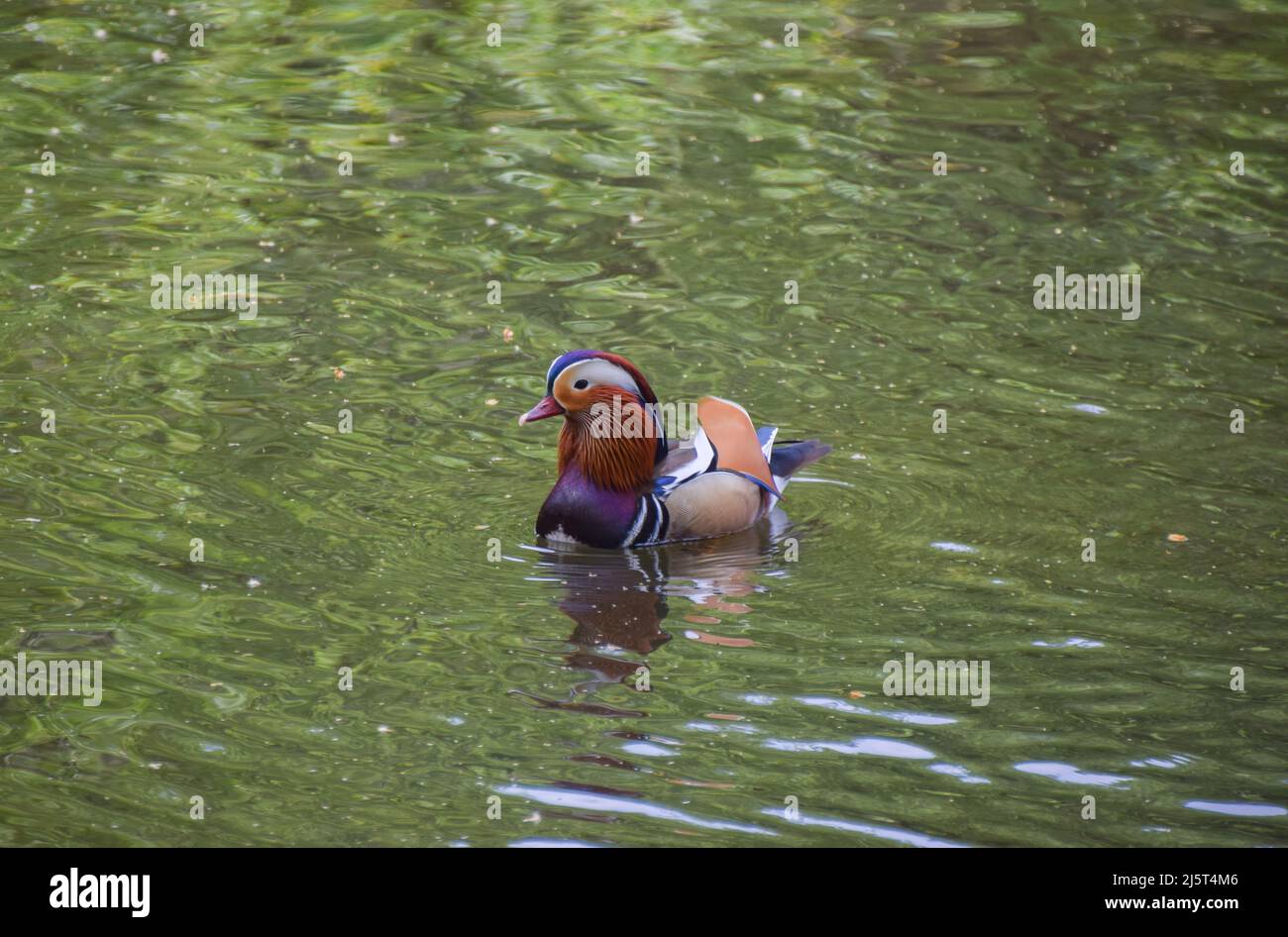 Head of a mandarin duck hi-res stock photography and images - Alamy