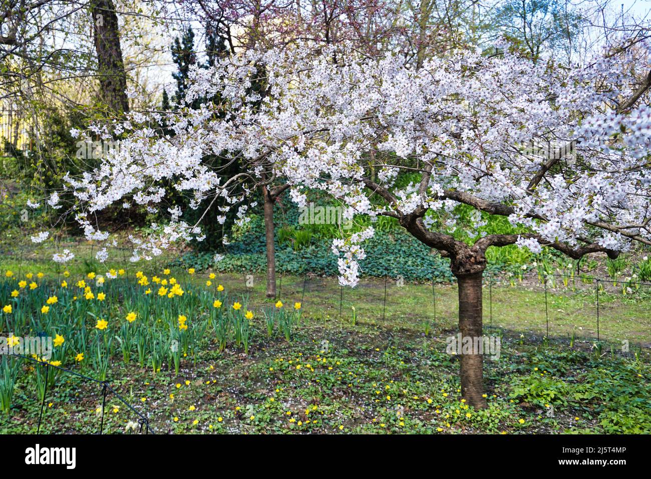 Blossom white japanese cherry tree Stock Photo - Alamy