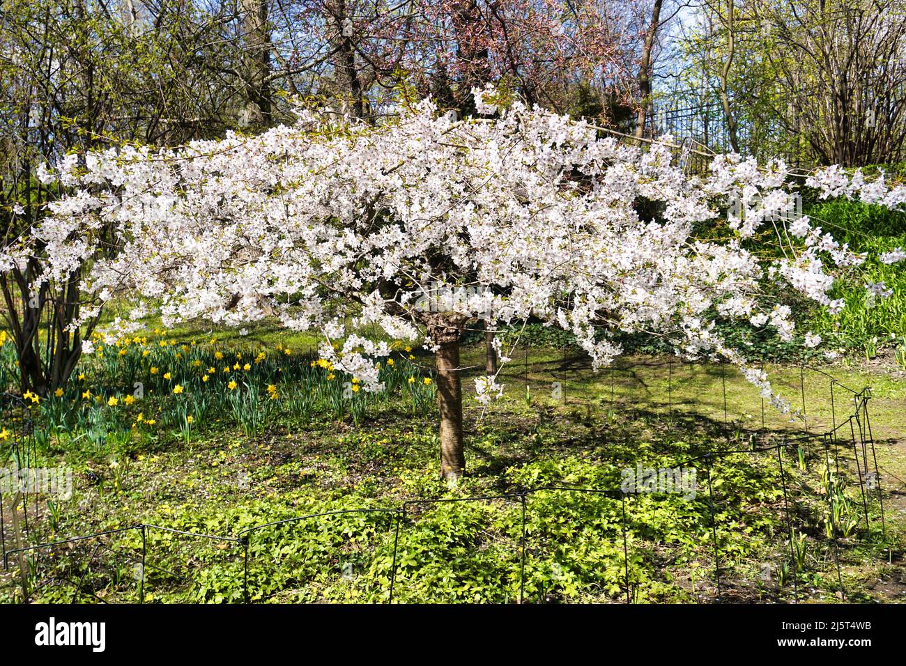 Blossom white japanese cherry tree Stock Photo - Alamy