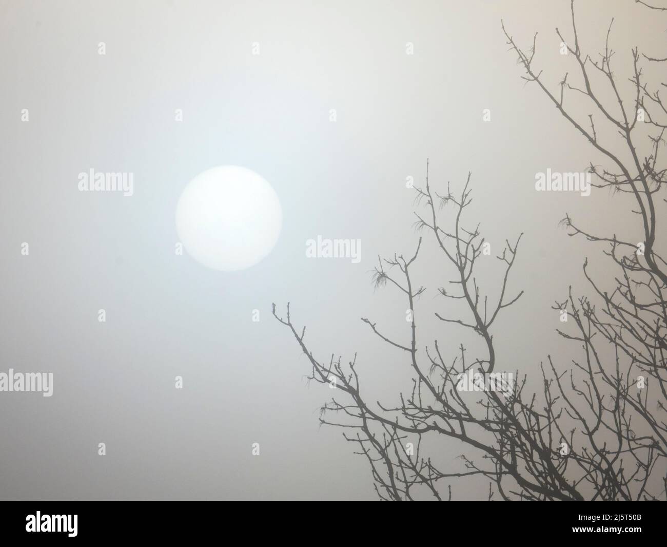 The sun rising behind a tree shrowded in mist, Ambleside, Lake District ...