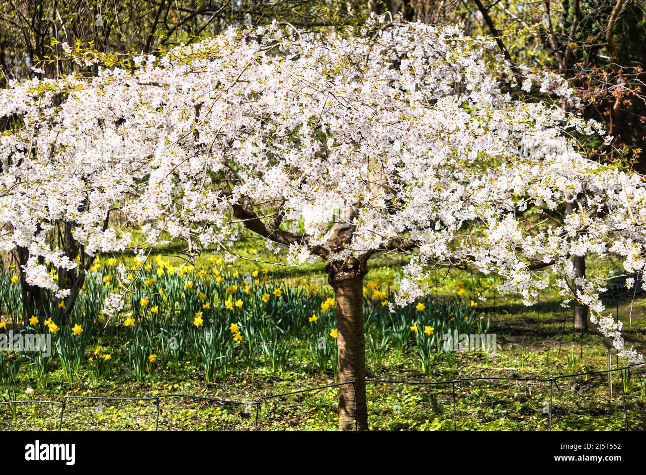 Blossom white japanese cherry tree Stock Photo - Alamy