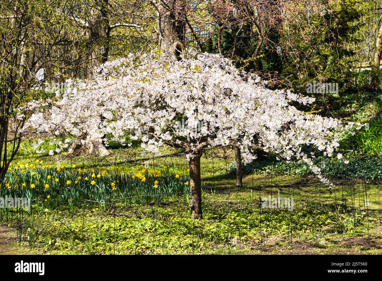 Blossom white japanese cherry tree Stock Photo - Alamy