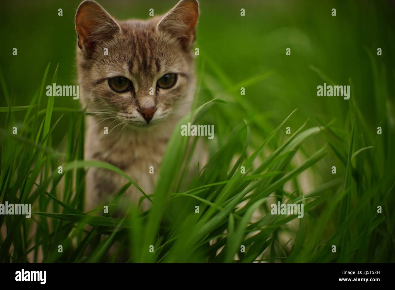 Cat tabby tortoiseshell female kitten hi-res stock photography and ...