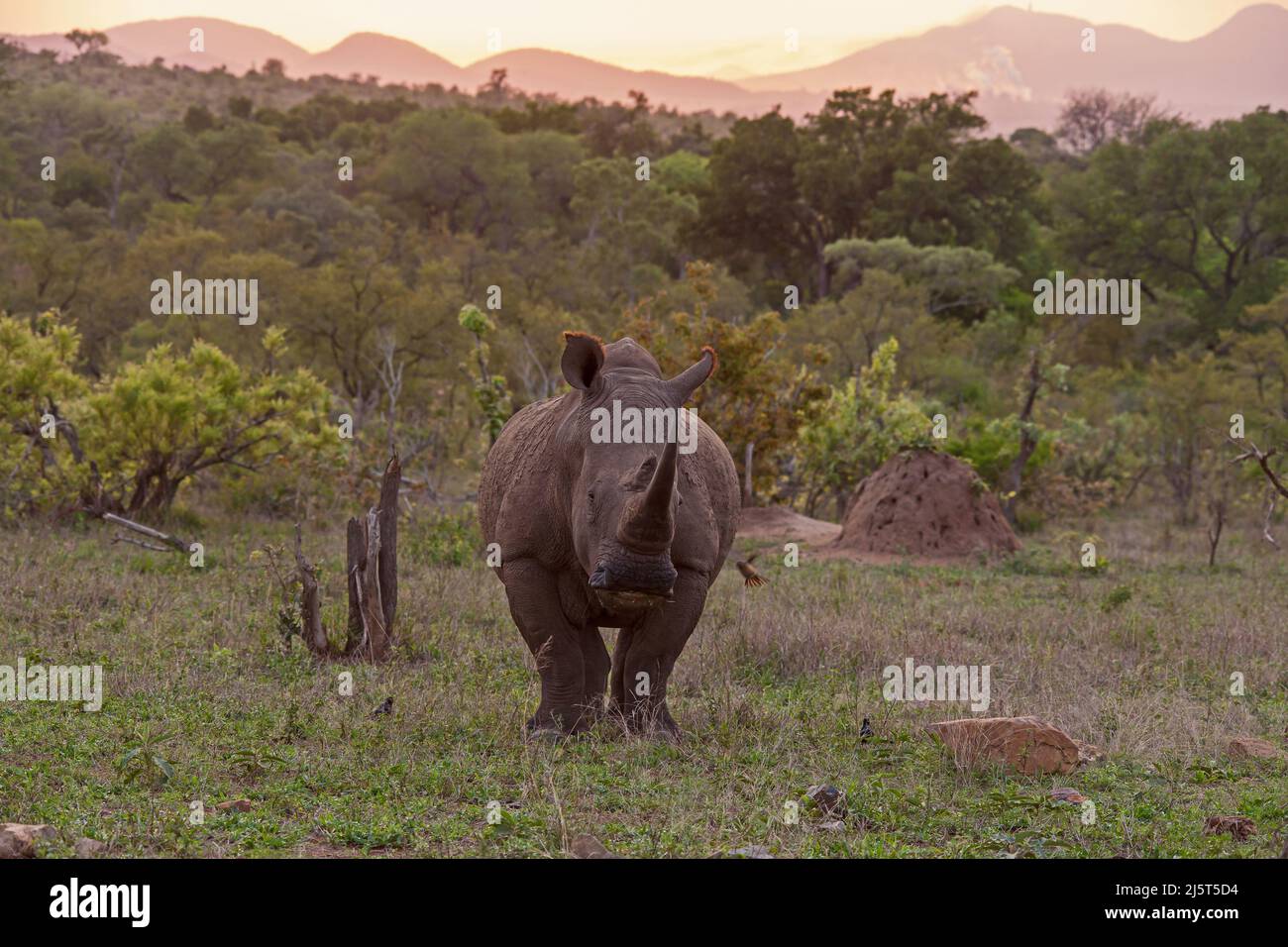 A large White Rhino bull (Ceratotherium simum) in Kruger National Park ...