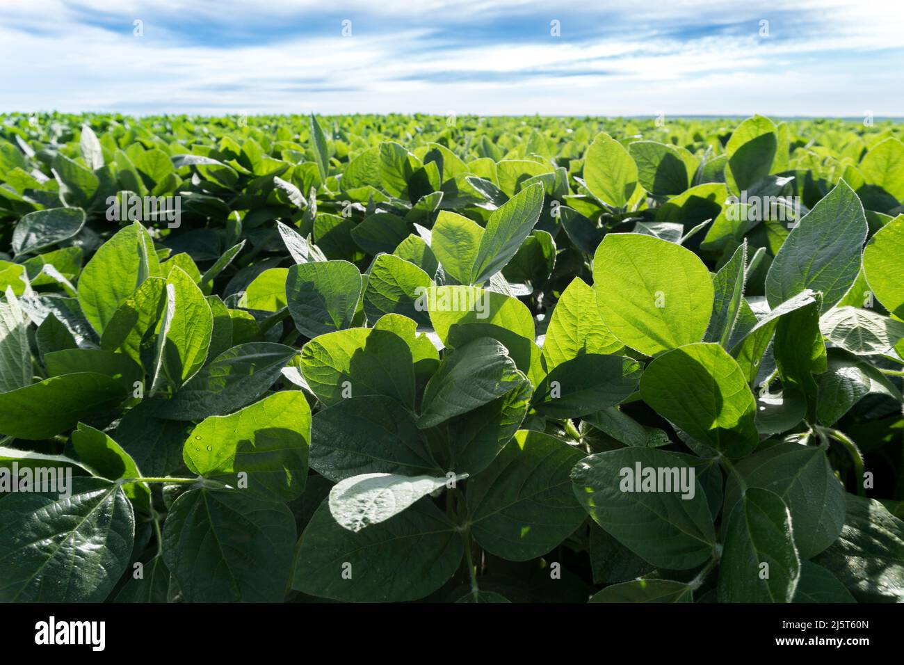 Soy plantation hi-res stock photography and images - Alamy