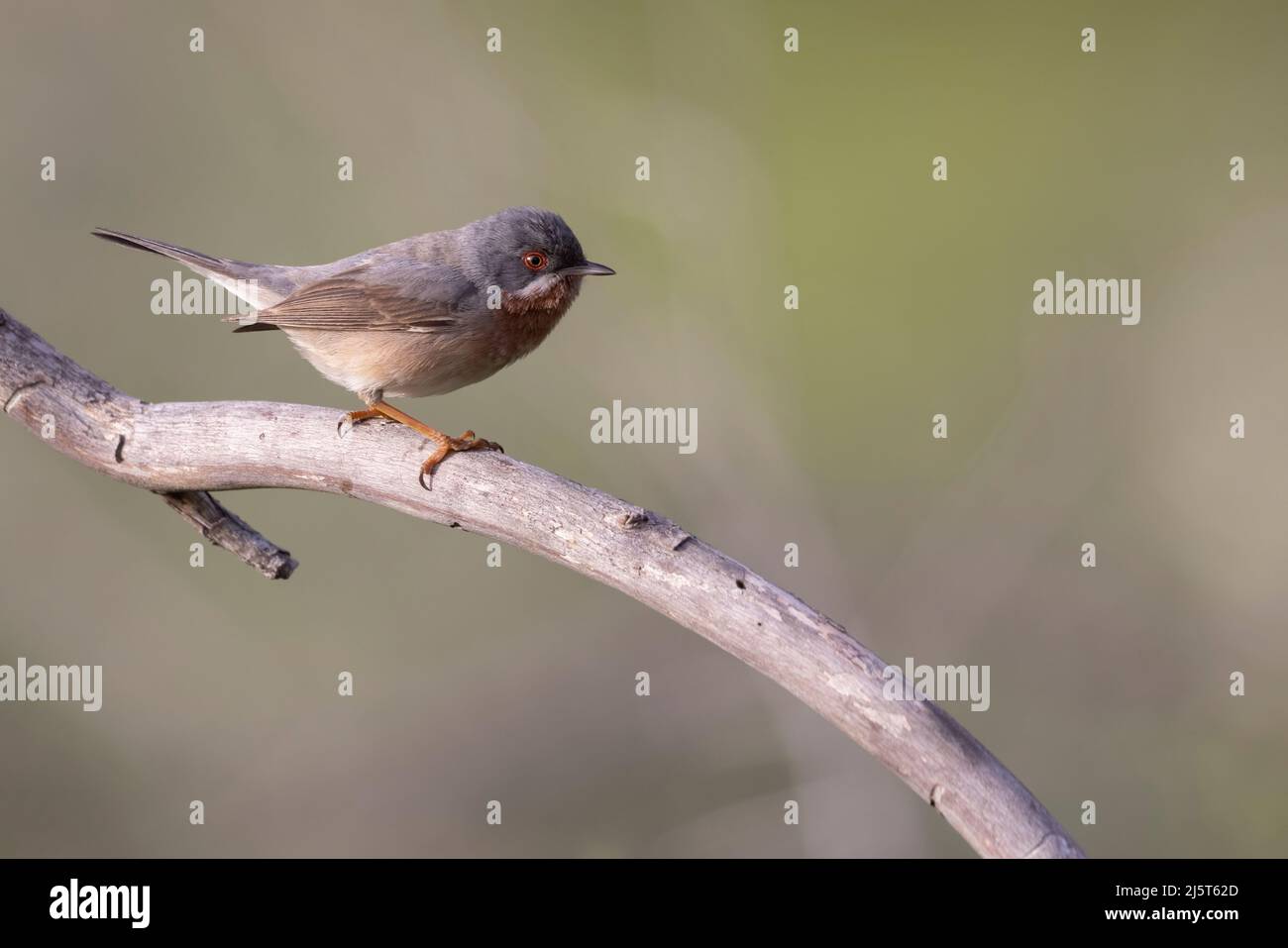 Subalpine Warbler male (Sylvia cantillans Stock Photo - Alamy