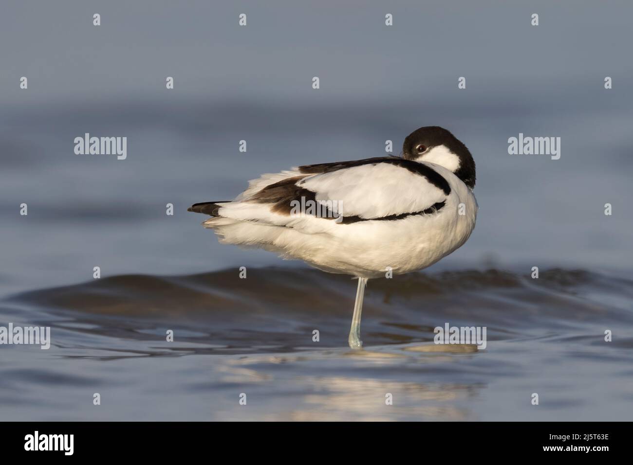 The Pied Avocet (Recurvirostra avosetta Stock Photo - Alamy