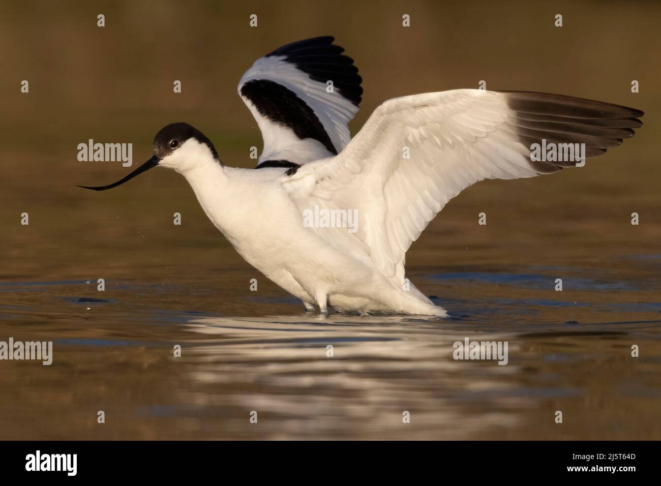 The Pied Avocet (Recurvirostra avosetta Stock Photo - Alamy