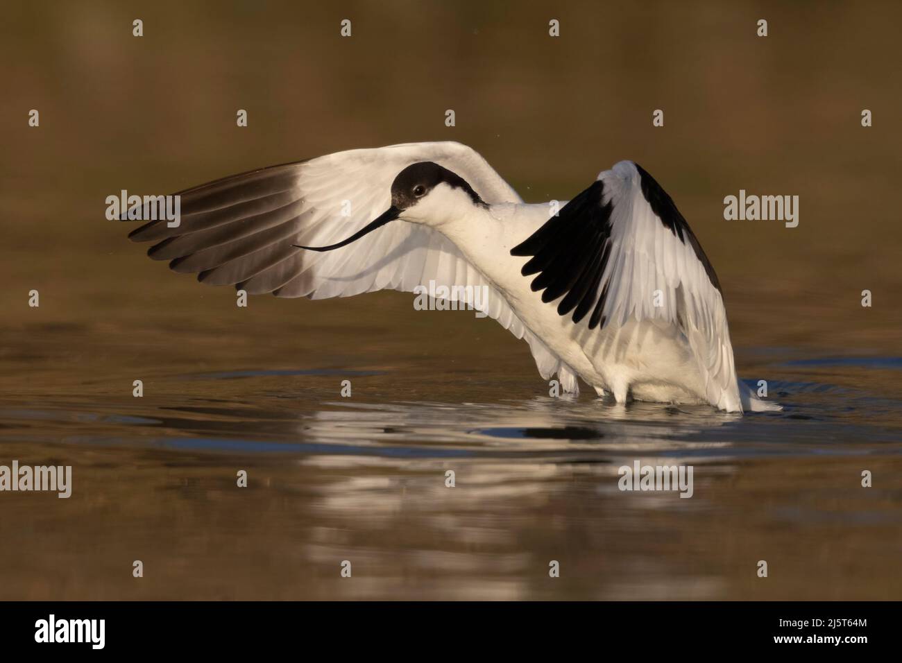 The Pied Avocet (Recurvirostra avosetta Stock Photo - Alamy