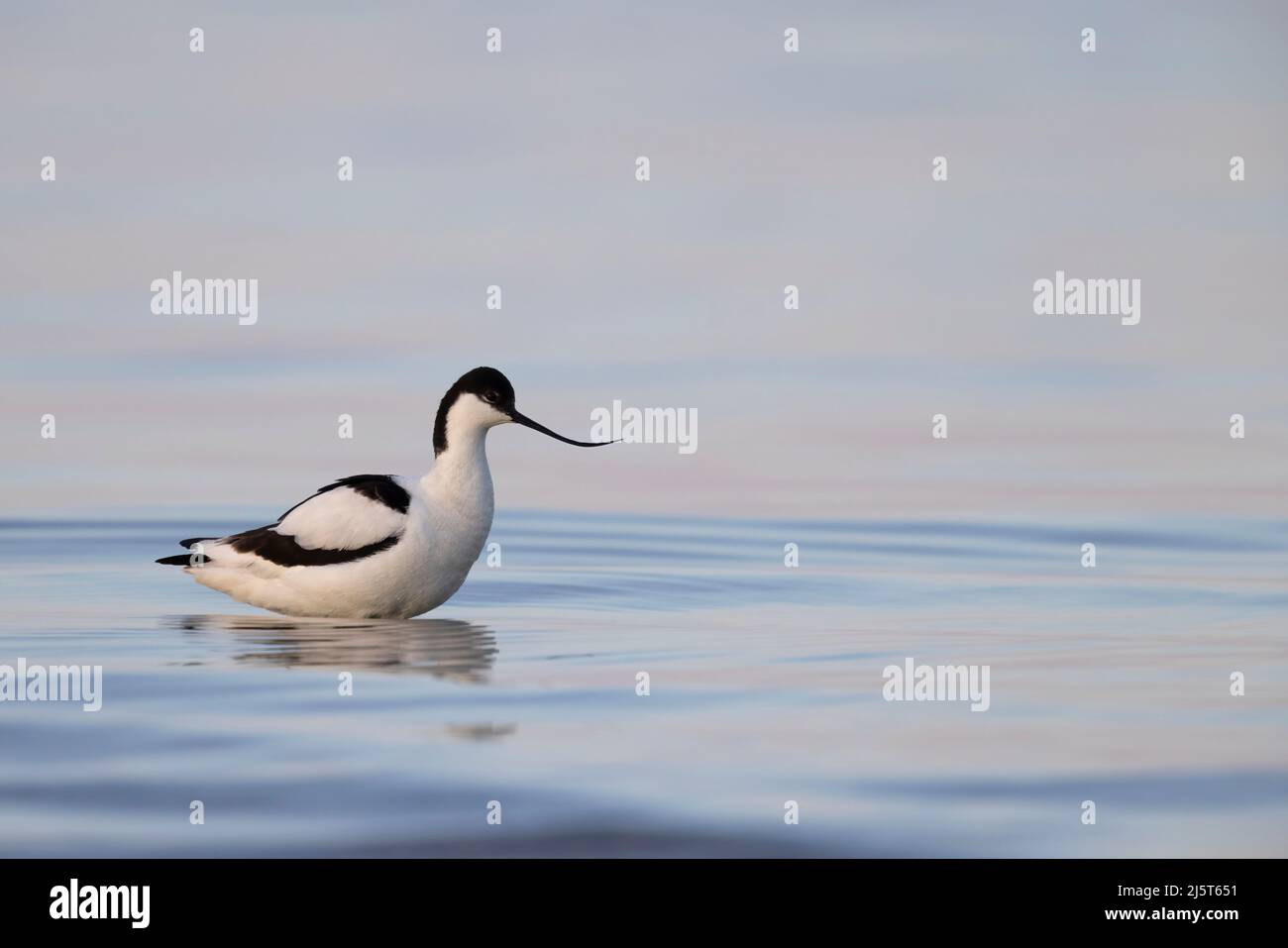Pied avocet wings hi-res stock photography and images - Alamy