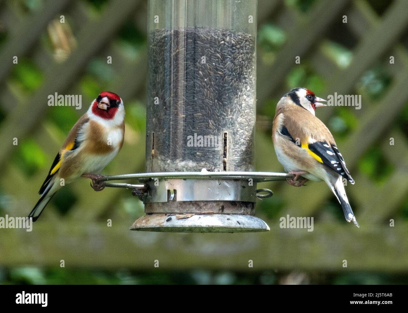 Goldfinches bird hi-res stock photography and images - Alamy