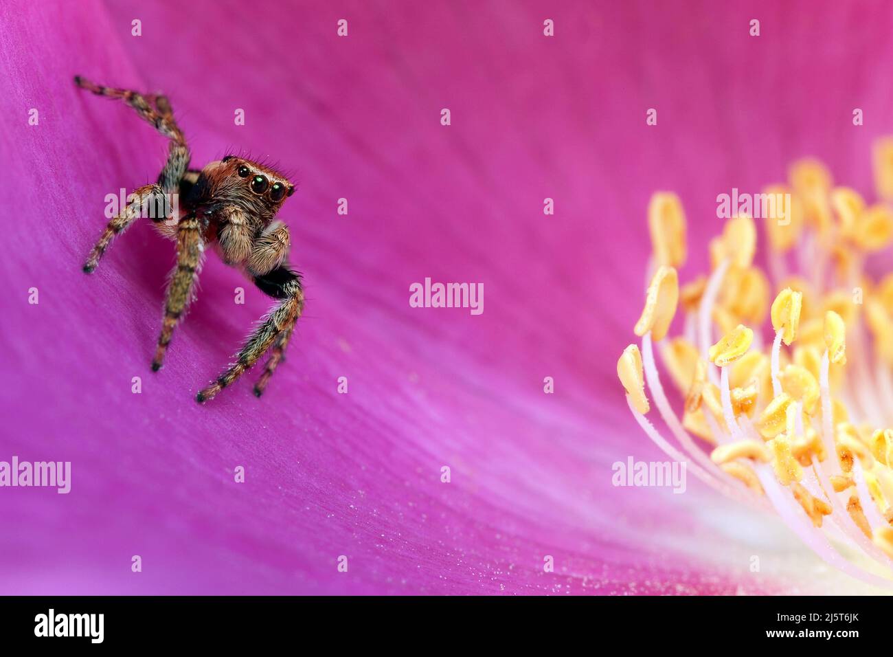 Jumping spider jumping in the pink flower blossom with yellow stamens ...